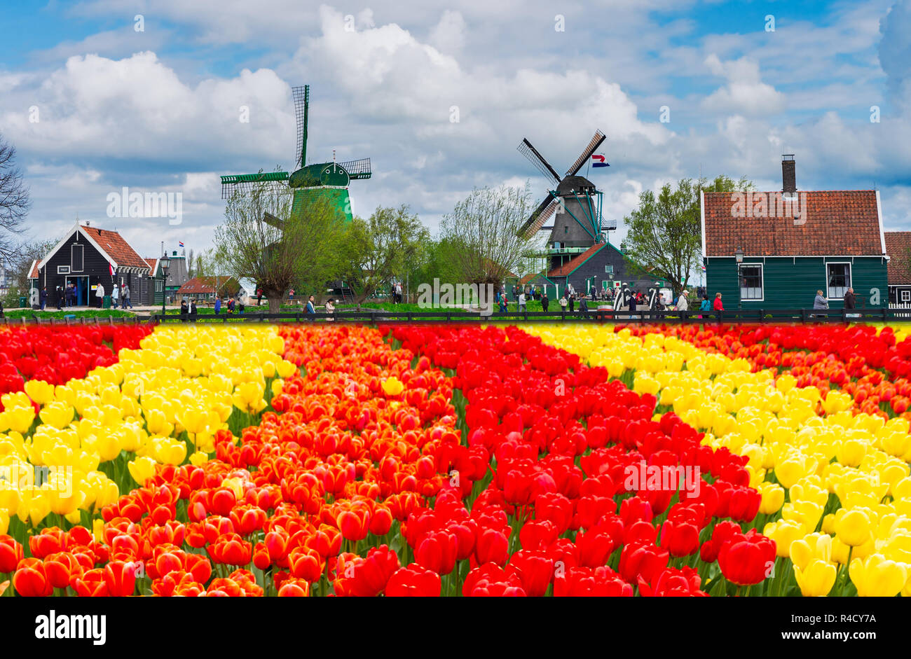 traditional Dutch rural scenery with windmills of Zaanse Schans at ...