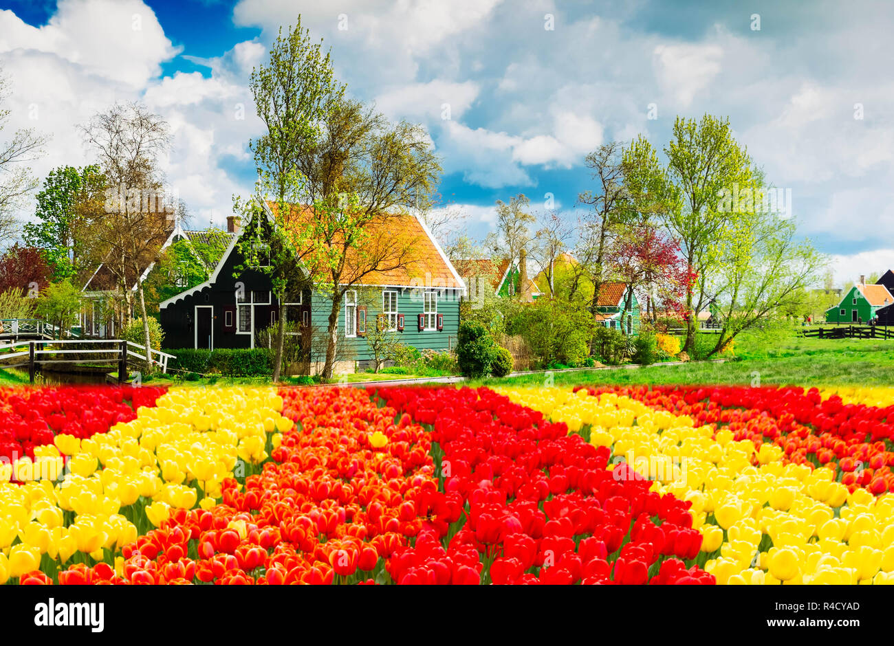 rural dutch scenery of small traditional town Zaanse Schans with spring ...