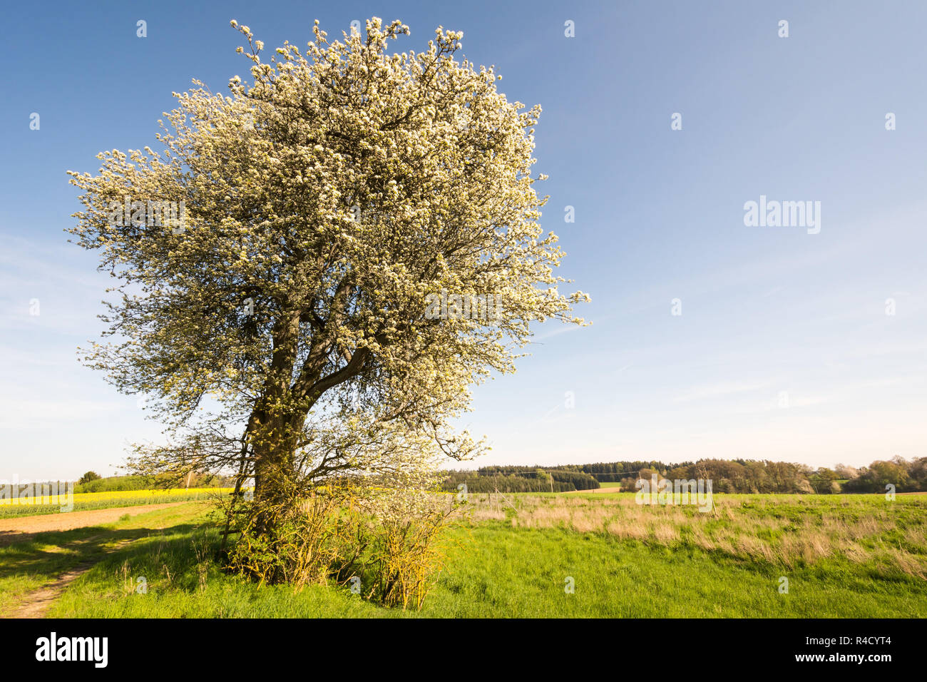 Flourishing landscape hi-res stock photography and images - Alamy