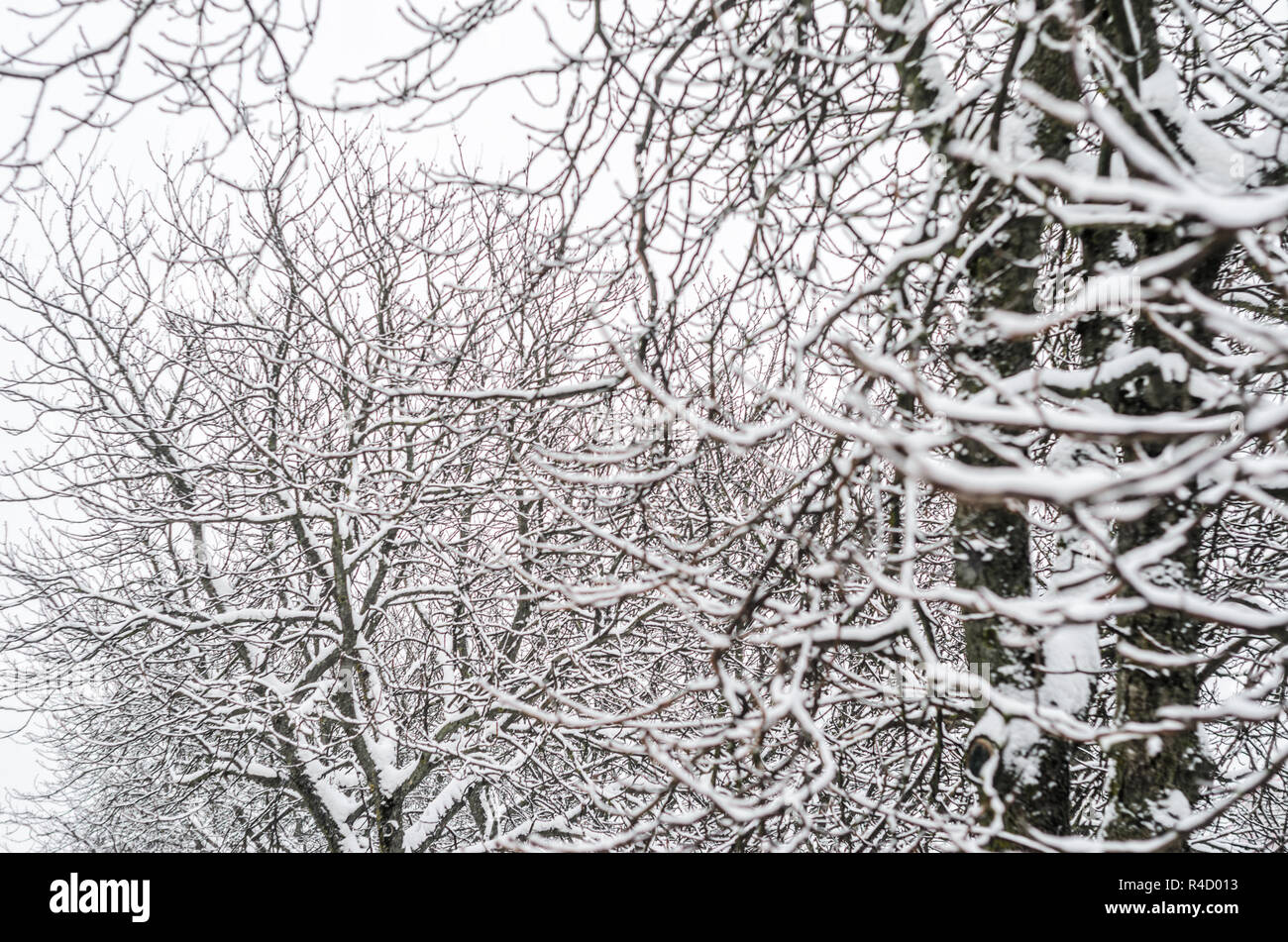 Tree branches covered with snow background. Winter weather ...