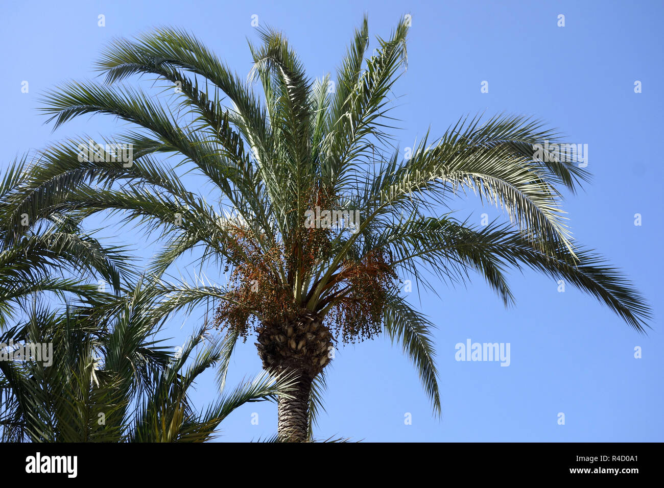 Date palm tree branches hi-res stock photography and images - Alamy