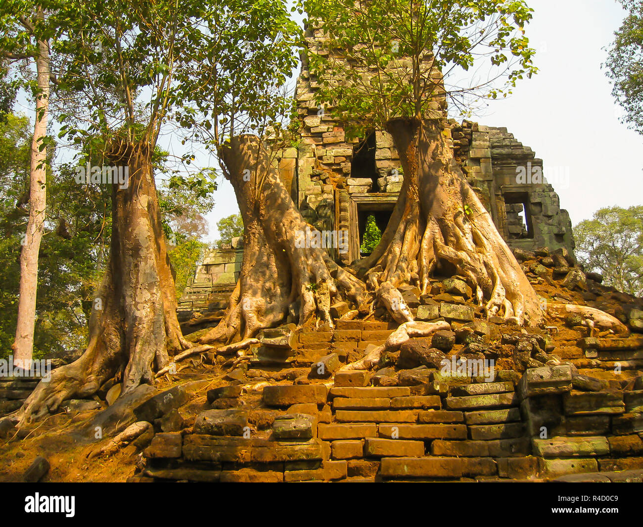The picture of trees and temple, Angkor, Cambodia Stock Photo - Alamy