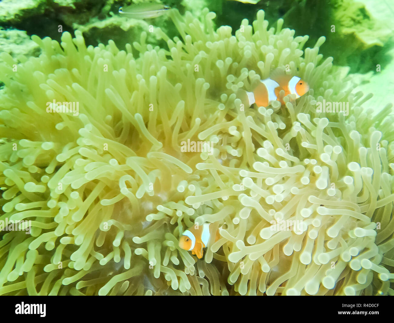 Clownfish swimming among sea hi-res stock photography and images - Alamy
