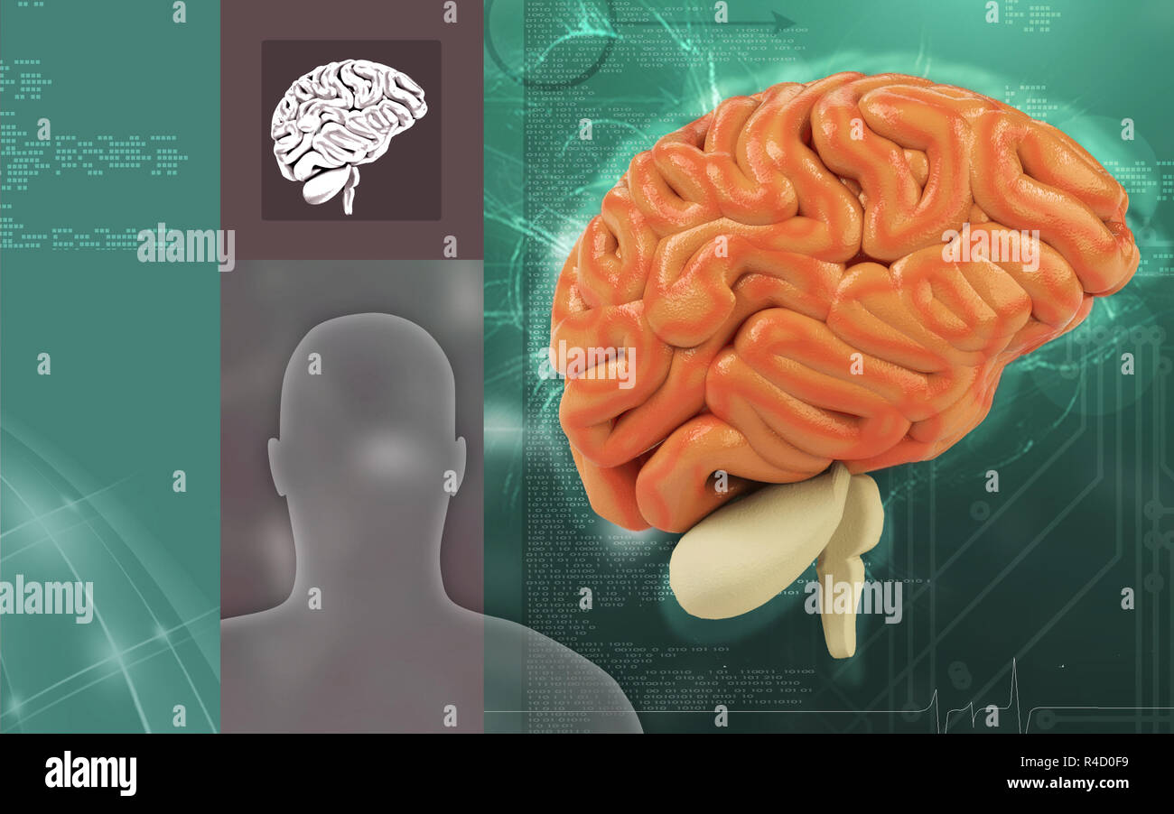 Human brain illustration colour hi-res stock photography and images - Alamy