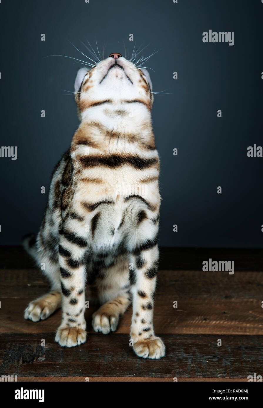 Kitten in house hi-res stock photography and images - Alamy