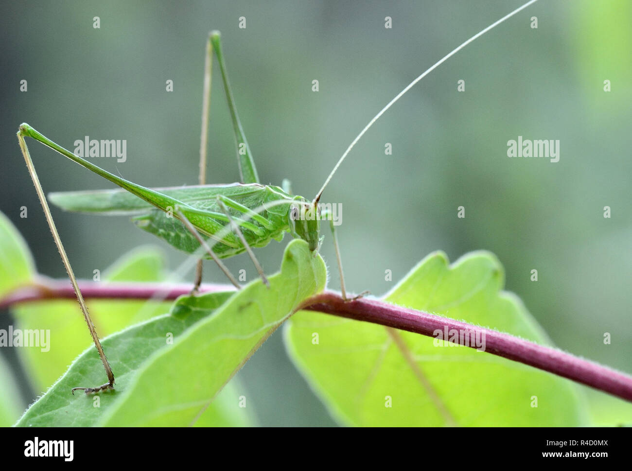 Locust eating leaf hi-res stock photography and images - Alamy