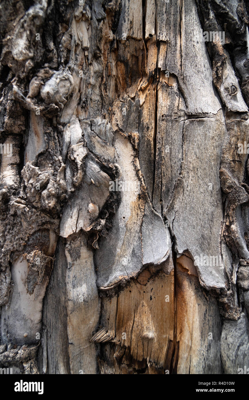 Beautiful tree bark, unique close up, useful for backgrounds, portrait ...