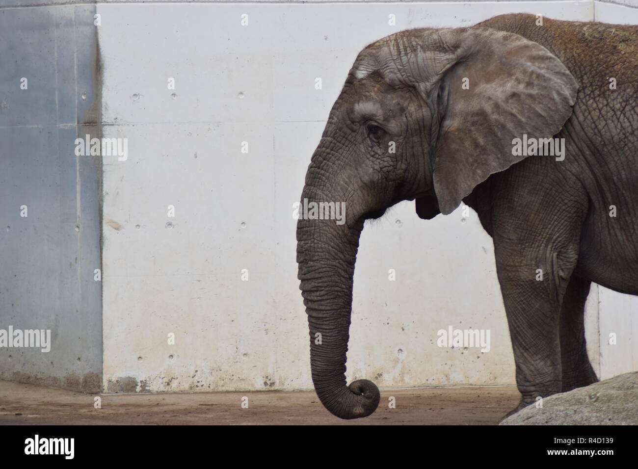 Half of an elephant Stock Photo - Alamy