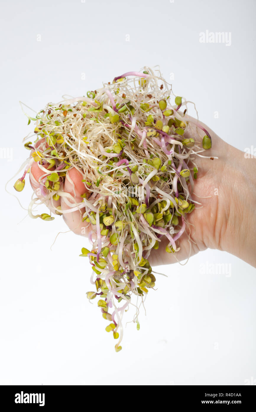 Fresh alfalfa sprouts isolated on white background Stock Photo - Alamy