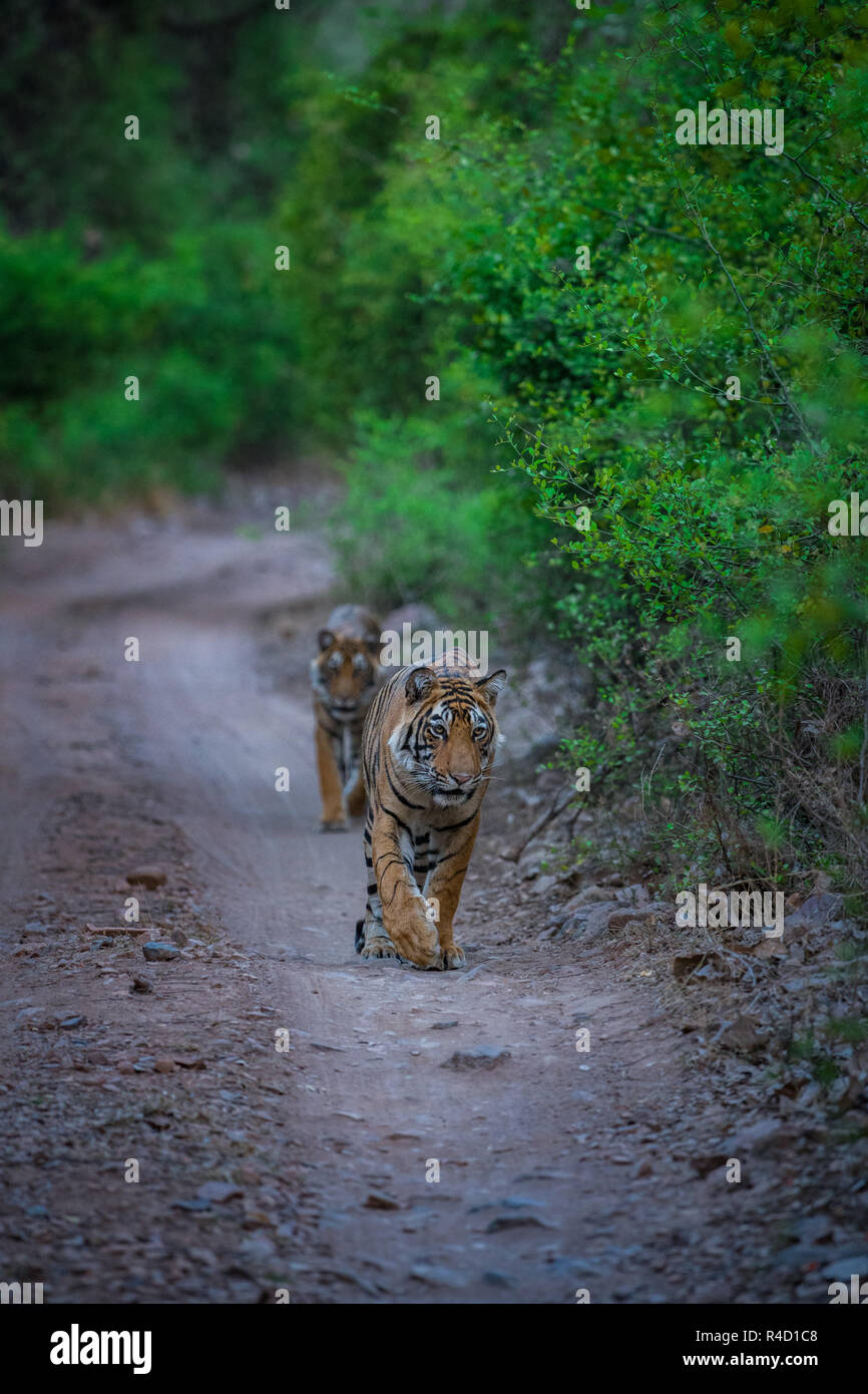 Tiger cubs are with father. An evening well spent with this tiger ...