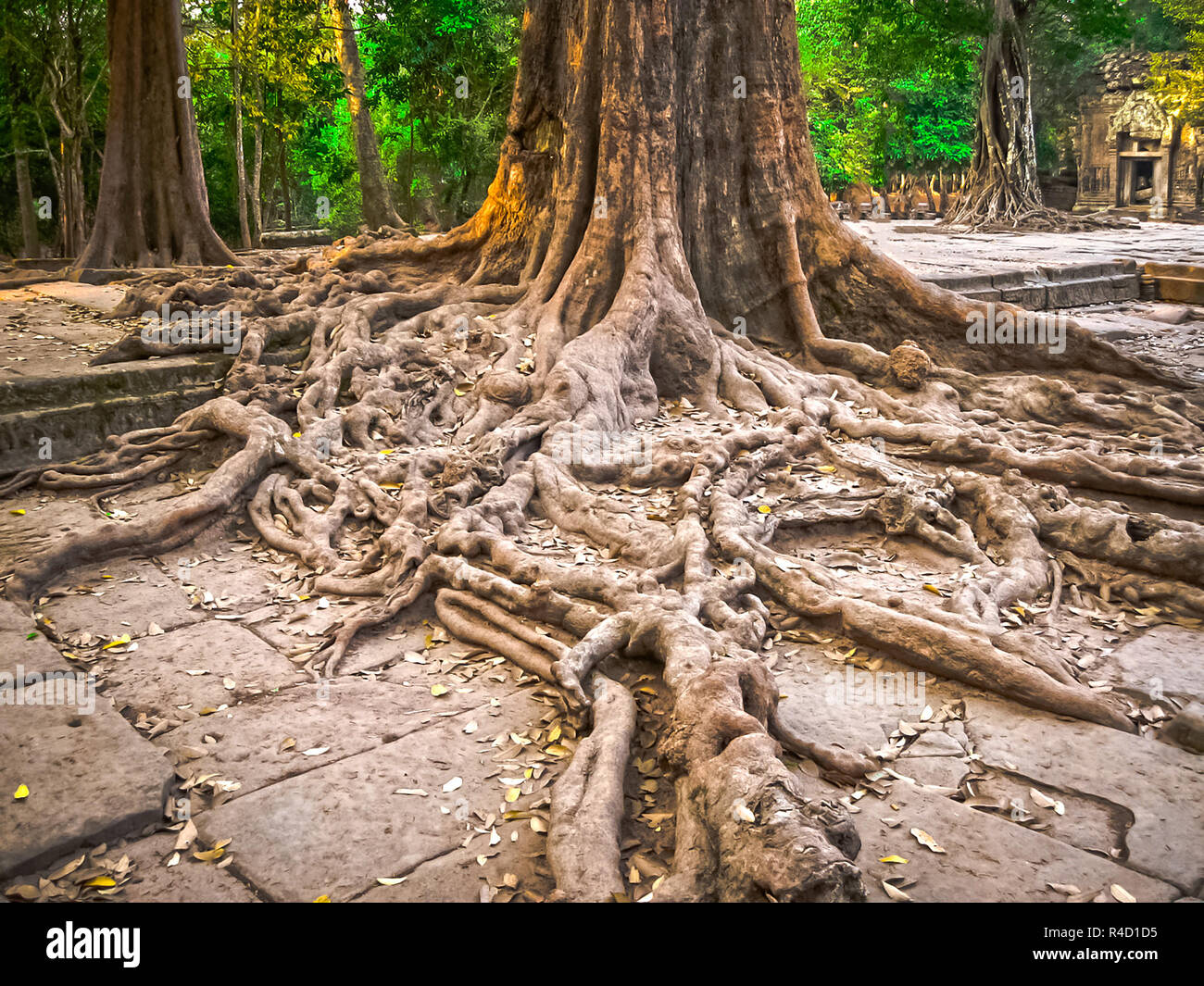 The picture of trees and temple, Angkor, Cambodia Stock Photo - Alamy