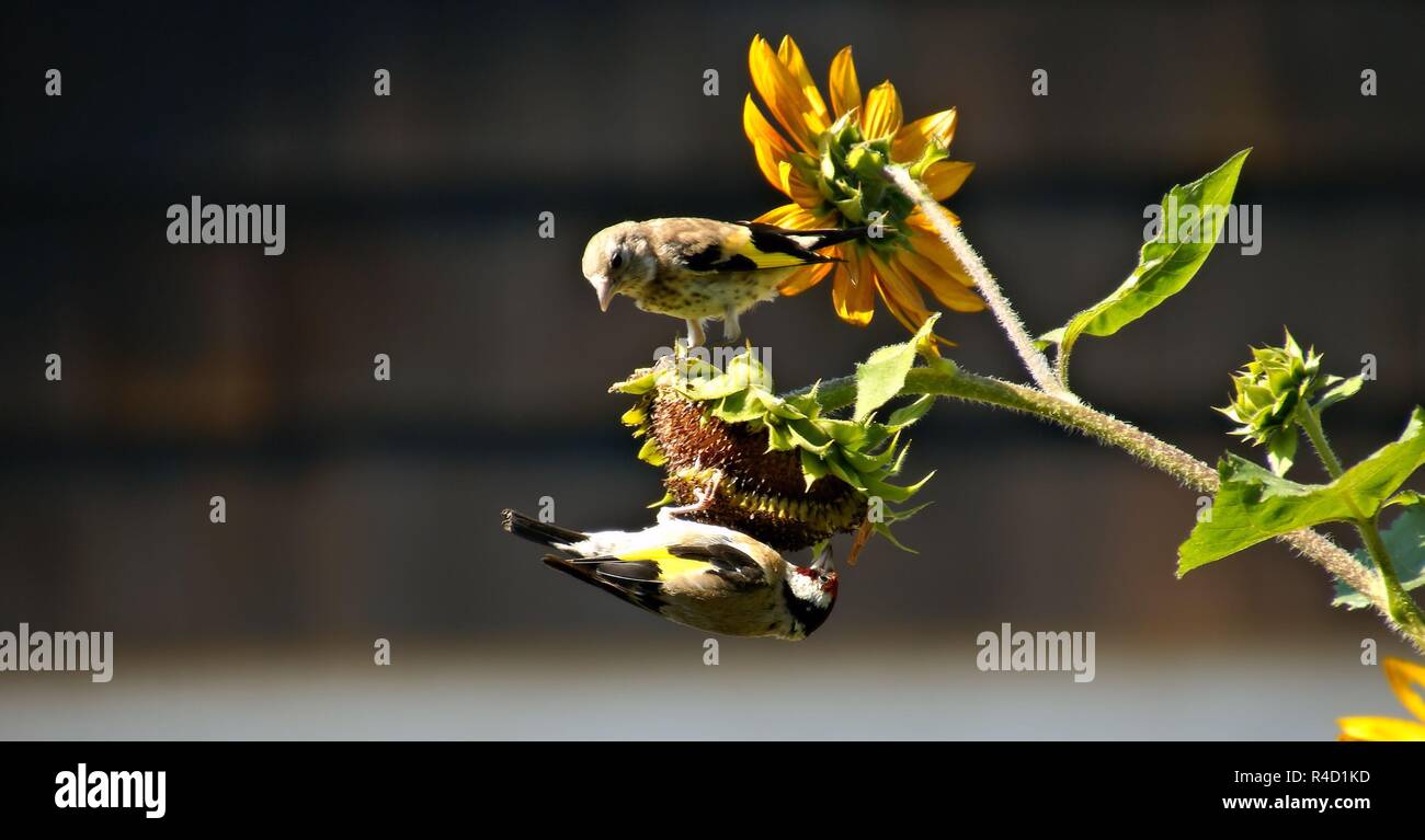 distelfink the bird of the year Stock Photo - Alamy