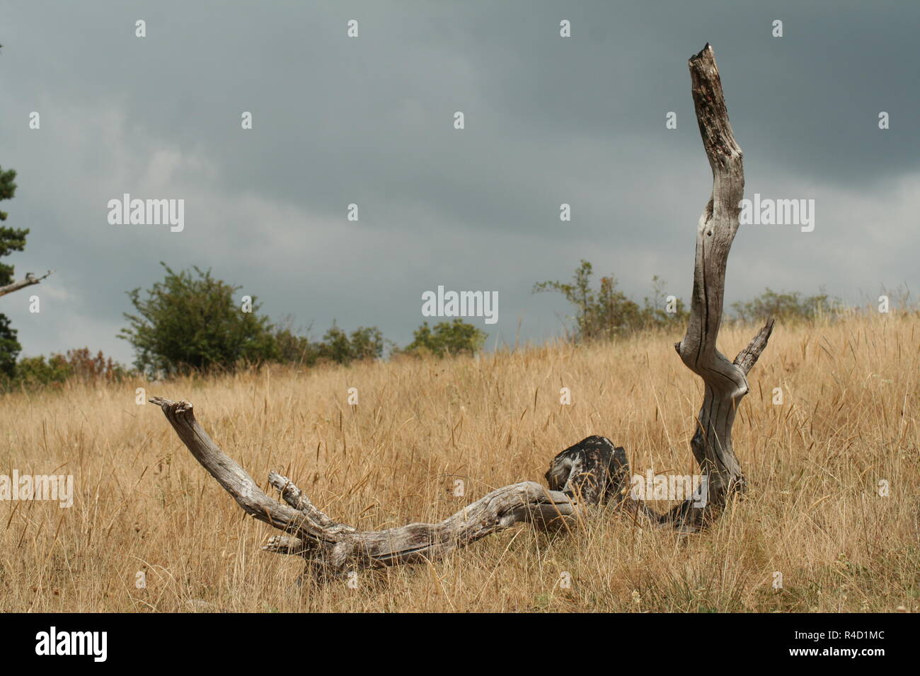 A picture of a curvy striped log in a field Stock Photo - Alamy