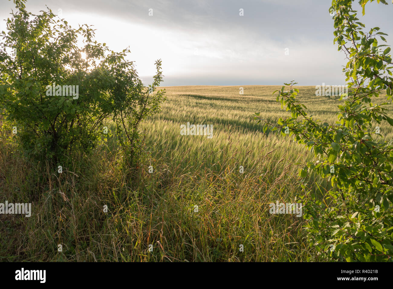 Barley hill hi-res stock photography and images - Alamy