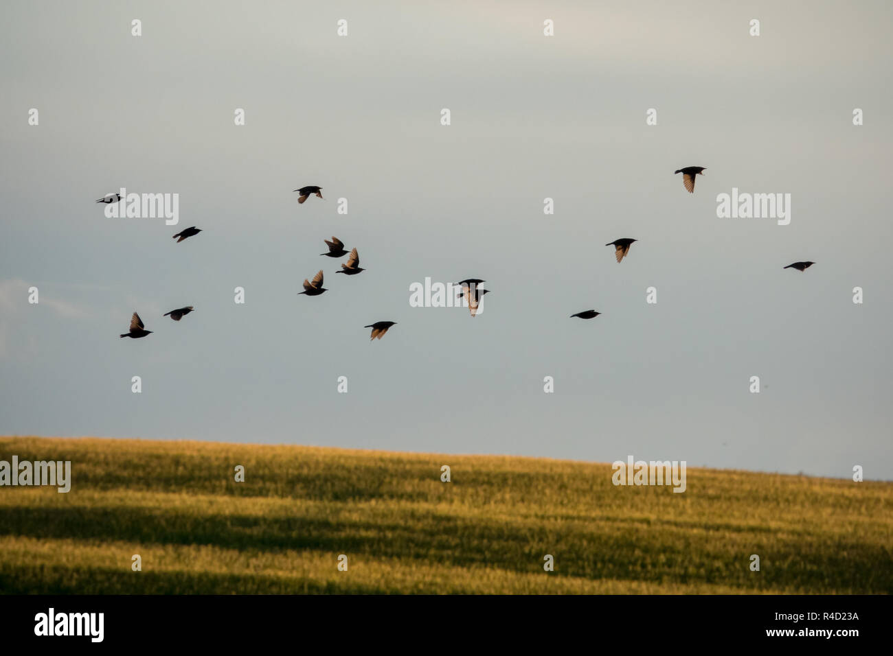 Blackbirds hi-res stock photography and images - Alamy