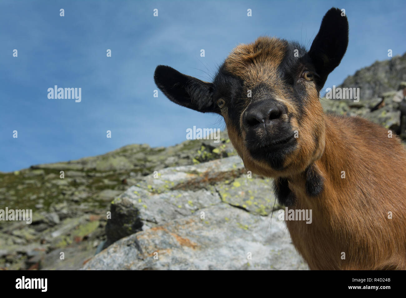 goat on the pasture Stock Photo - Alamy