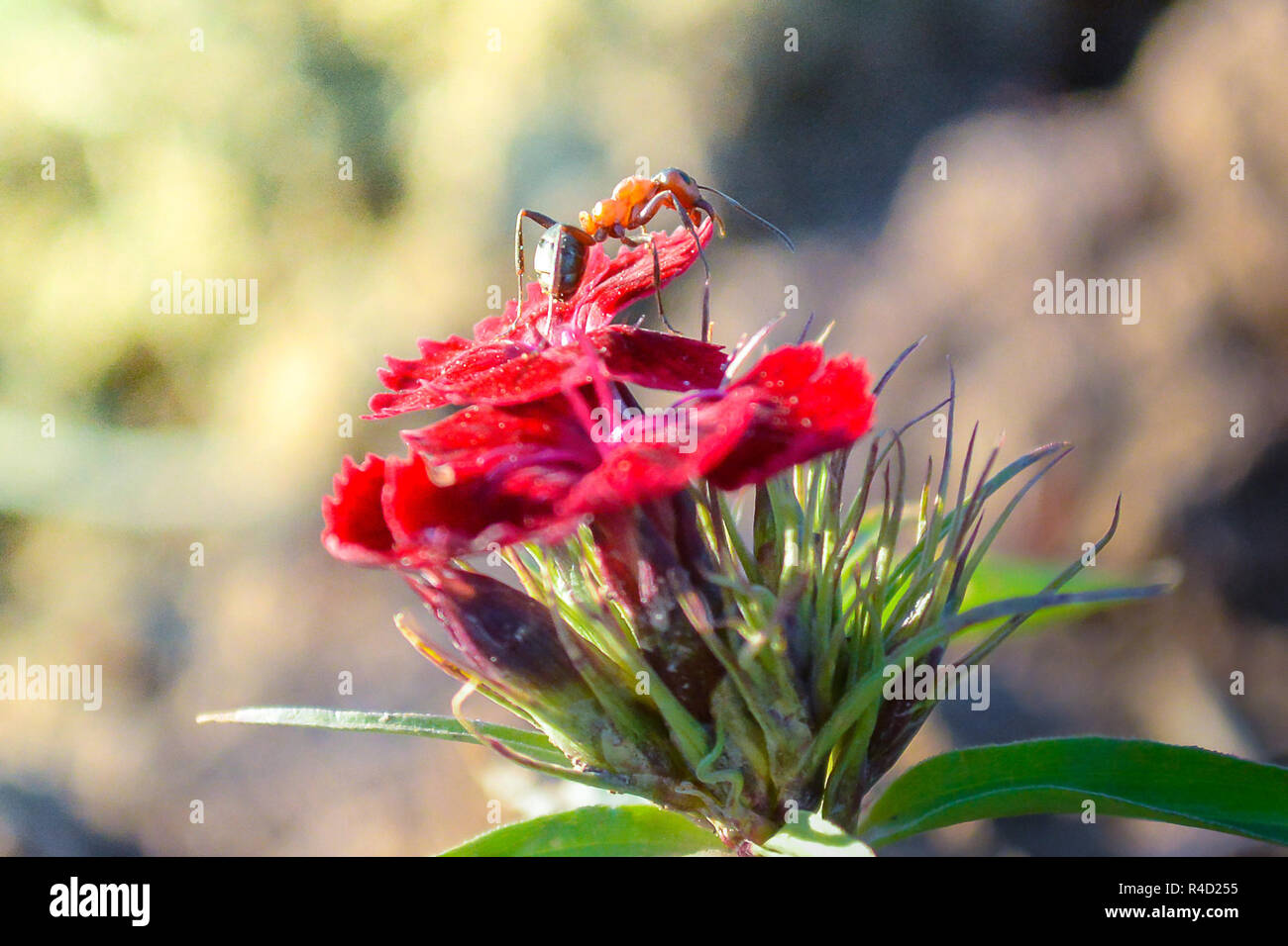 Garden ant flower hi-res stock photography and images - Alamy