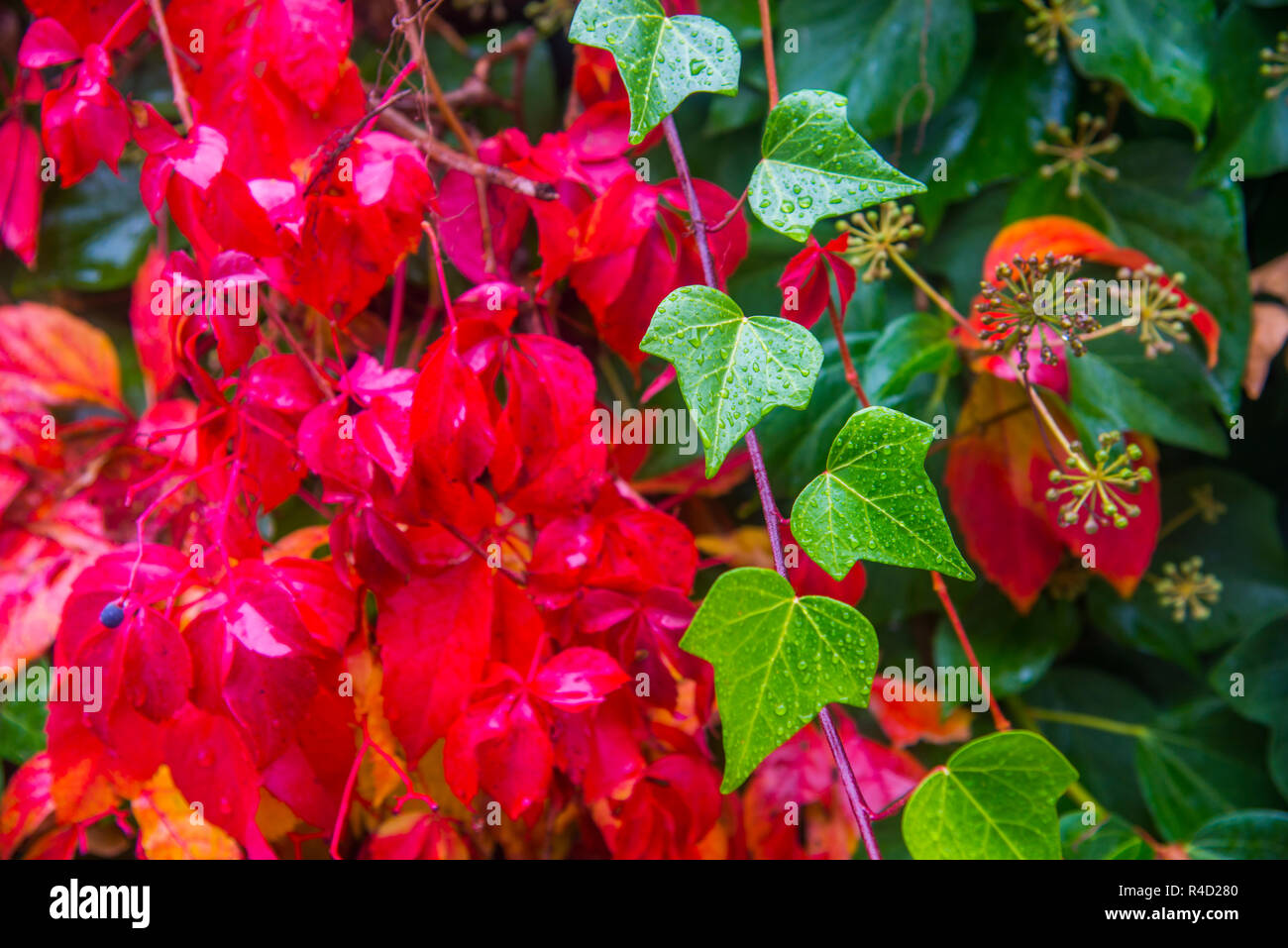 Hojas verdes rojas hi-res stock photography and images - Alamy