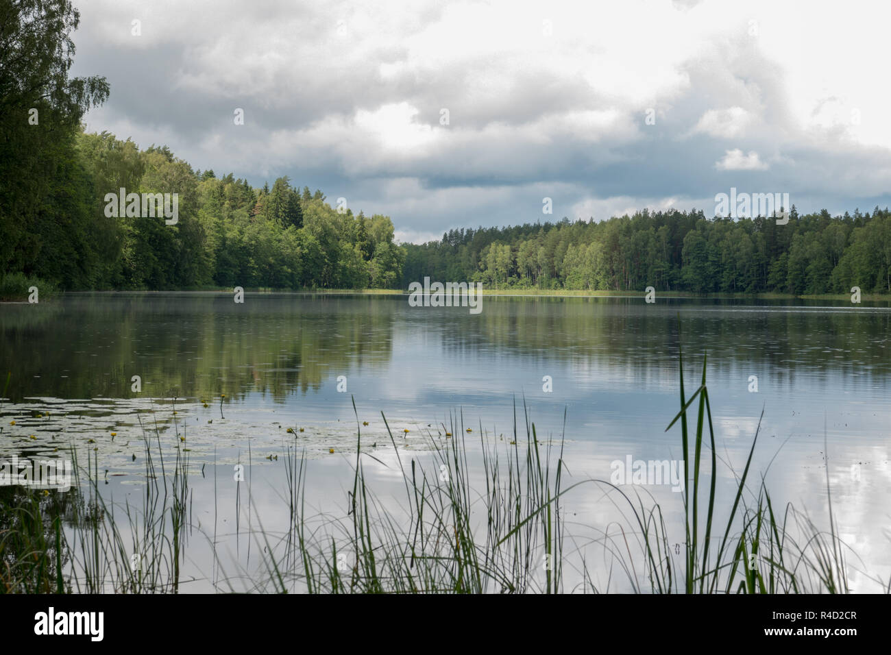 Forest lake in cloudy weather Stock Photo - Alamy