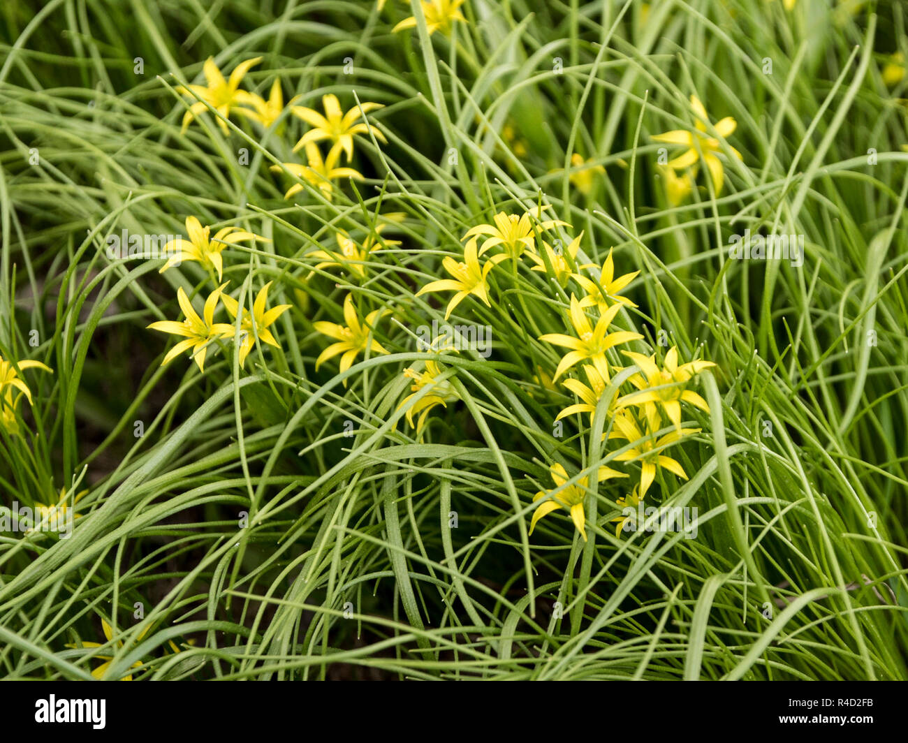 Flower the Gagea in the grass Stock Photo - Alamy