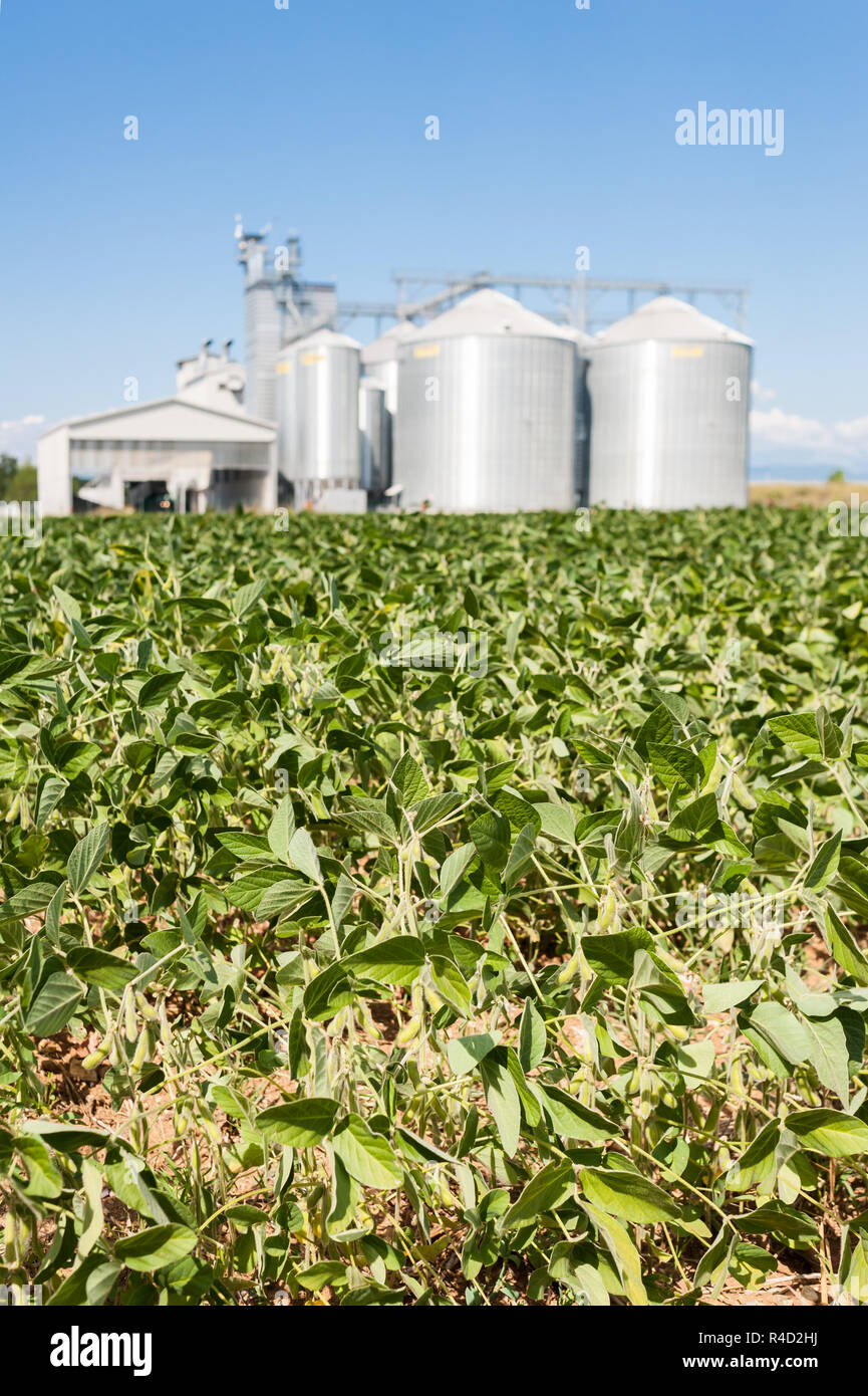 Soybean field stalk hi-res stock photography and images - Alamy