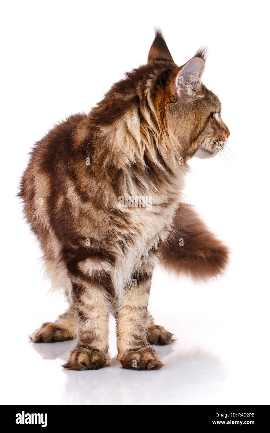 brown Maine Coon standing on four legs, white background Stock Photo ...