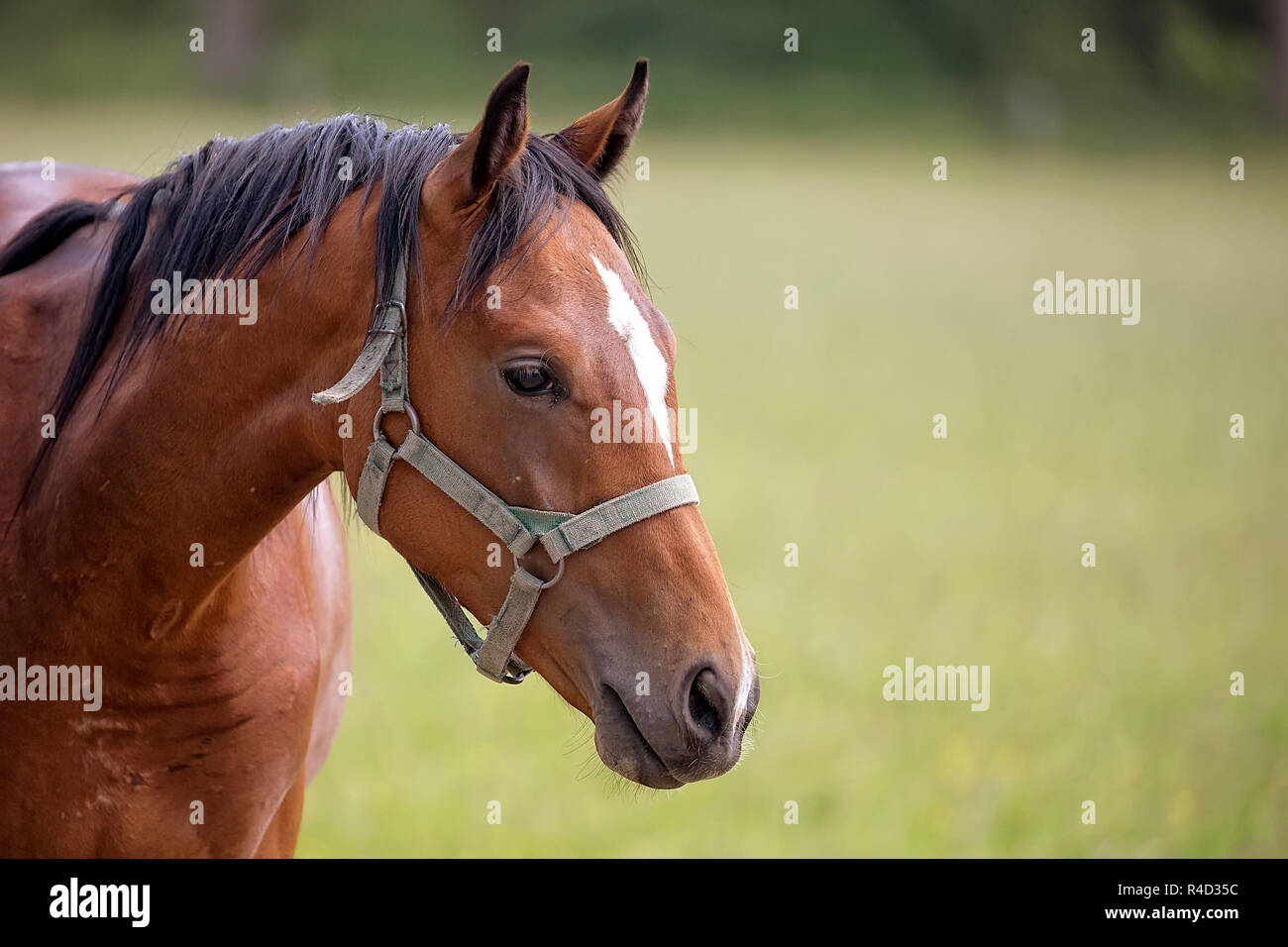Horse in a clearing, a portrait Stock Photo - Alamy