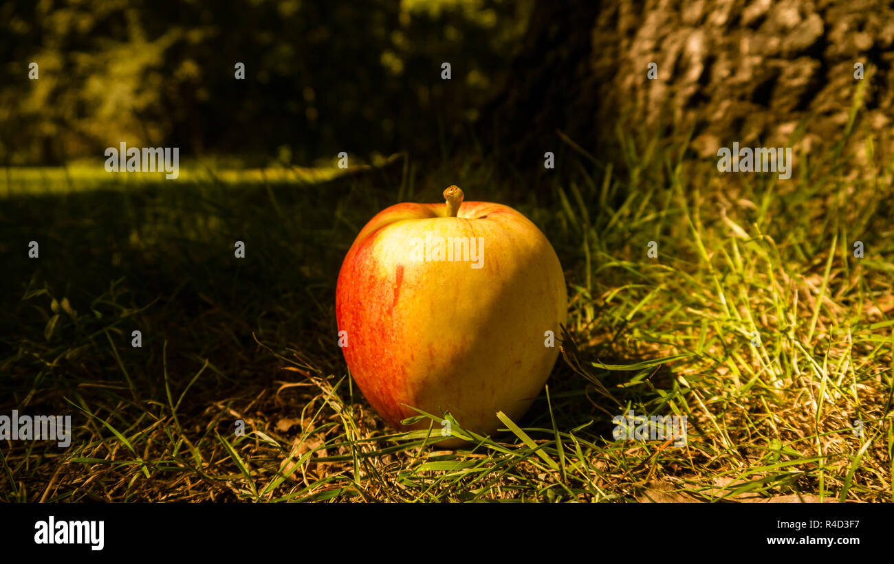 apple on forest ground Stock Photo - Alamy