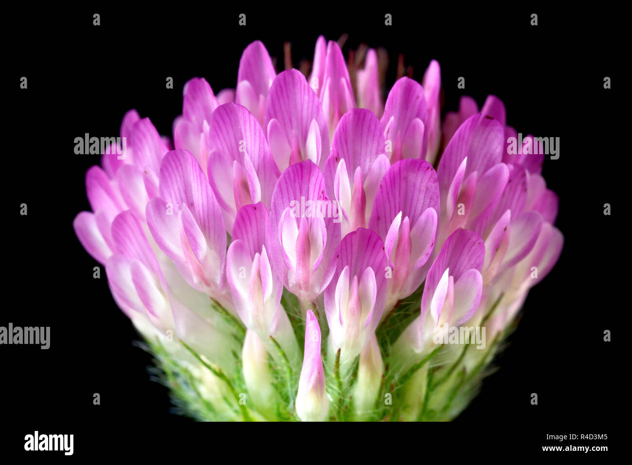 Red Clover (trifolium pratense), a close up still life of the flower ...