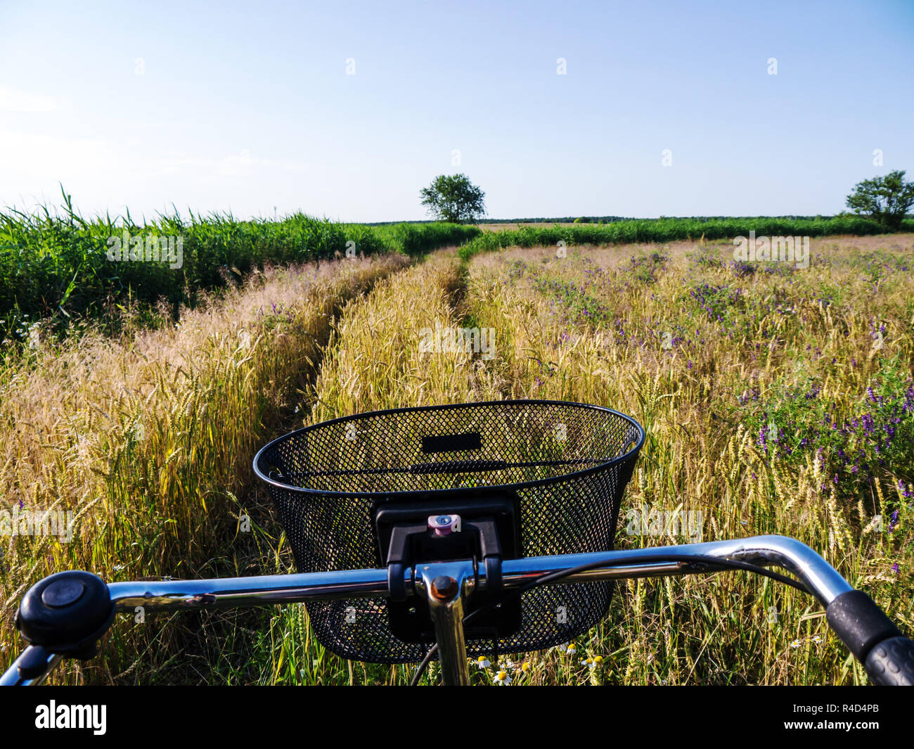 cycling in cornfield Stock Photo - Alamy