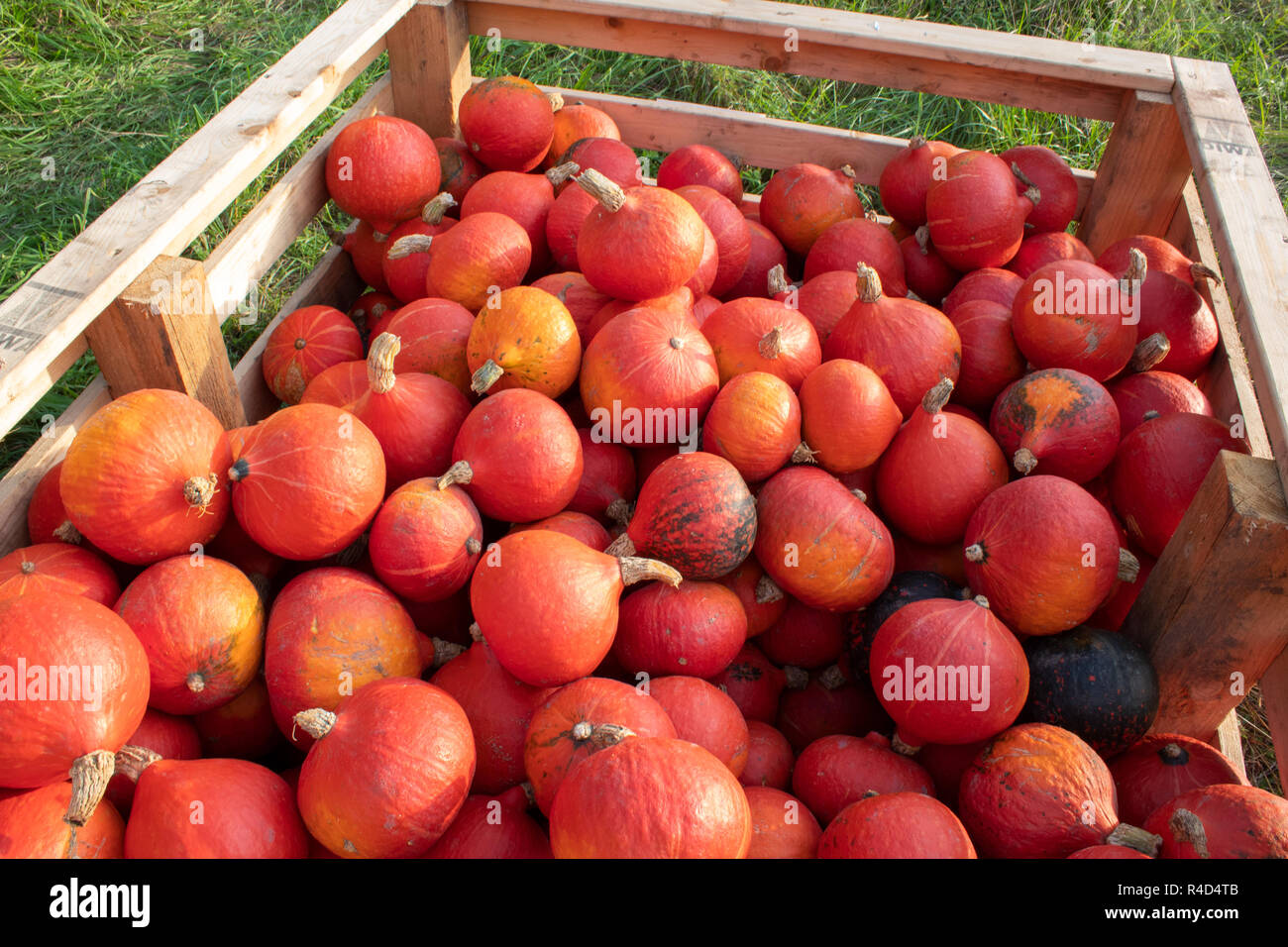 Huge amount of different pumpkins in boxes Stock Photo - Alamy