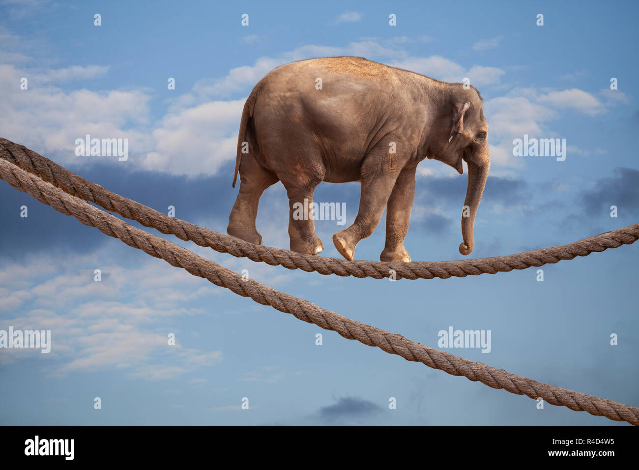 Elephant walking on rope hi-res stock photography and images - Alamy