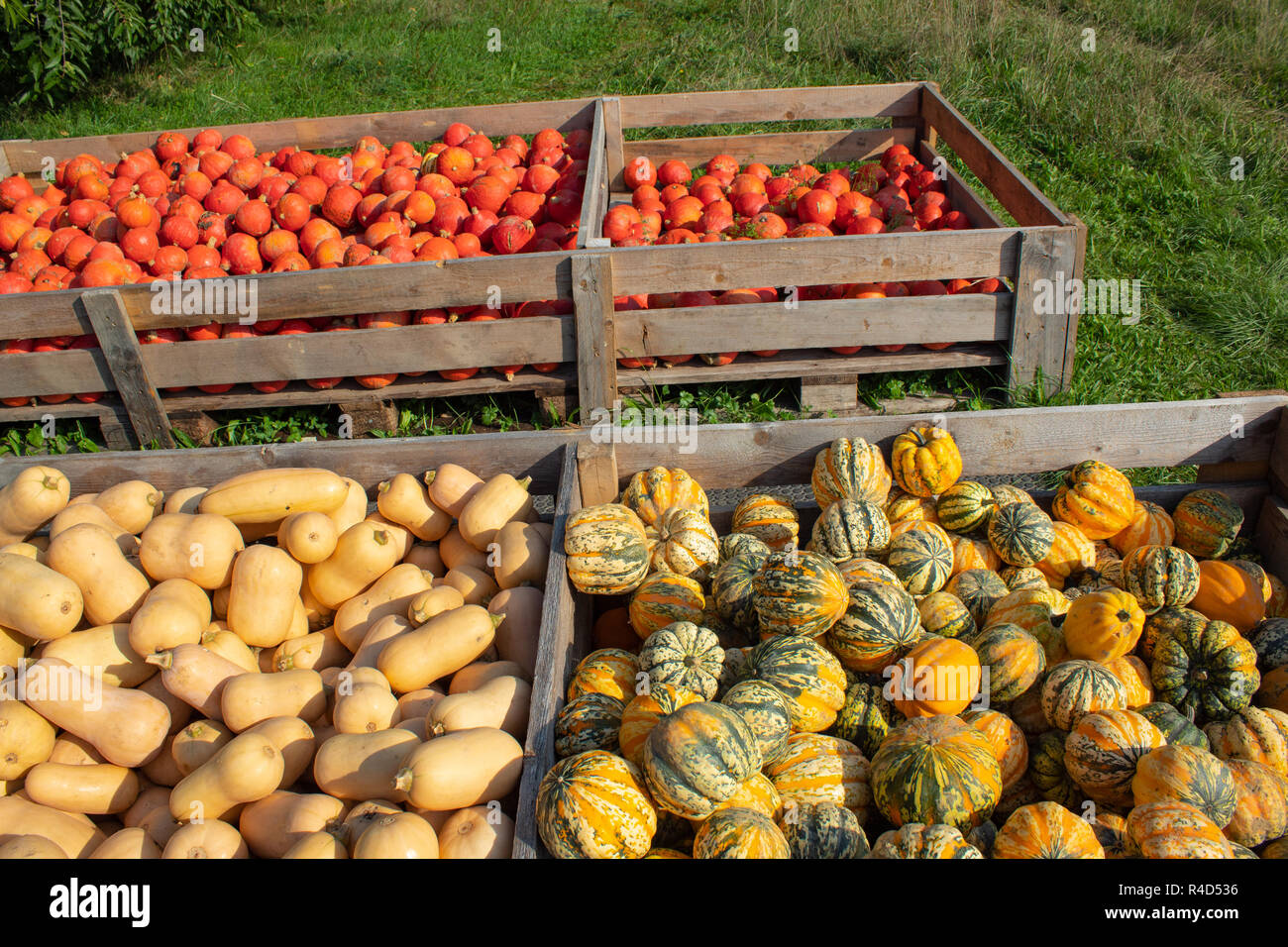 Bio pumpkins hi-res stock photography and images - Alamy
