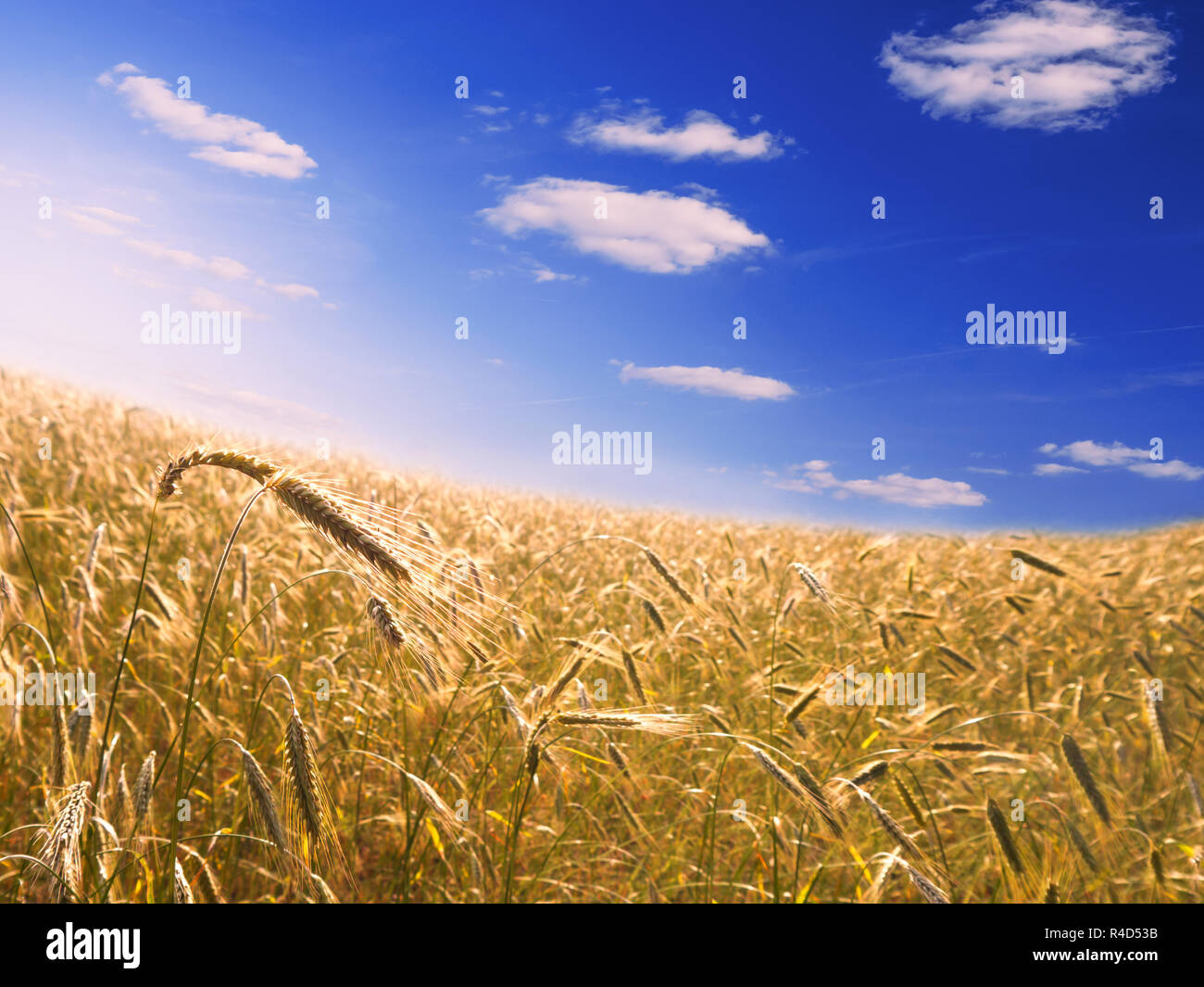 barley field in summer Stock Photo - Alamy