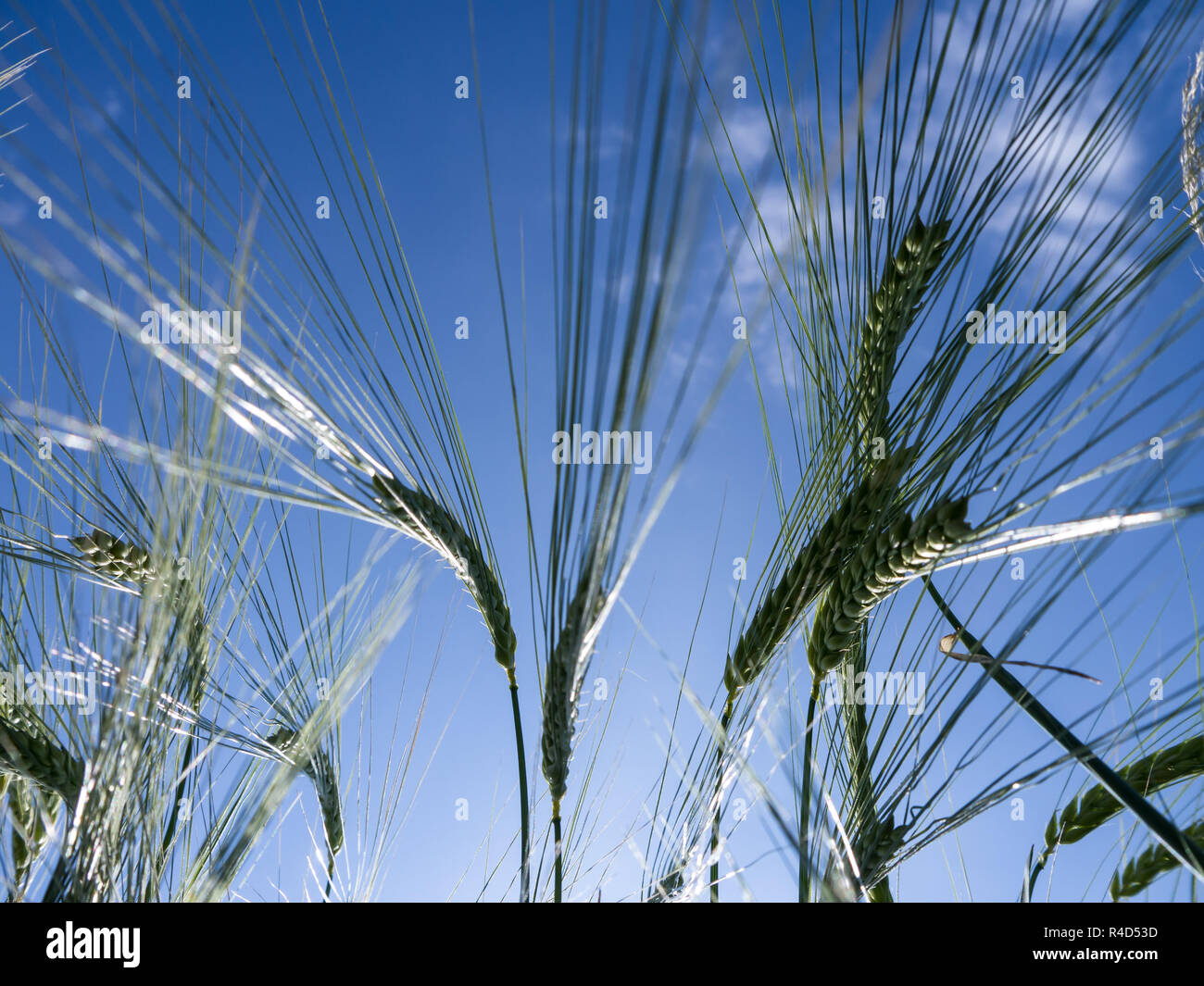 Ears of barley Stock Photo - Alamy