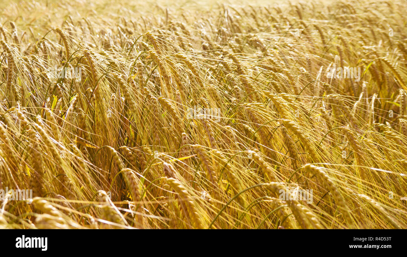 barley field texture Stock Photo - Alamy