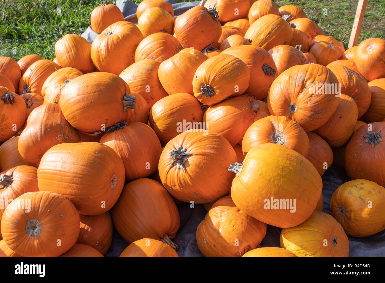 Many pumpkins hi-res stock photography and images - Alamy