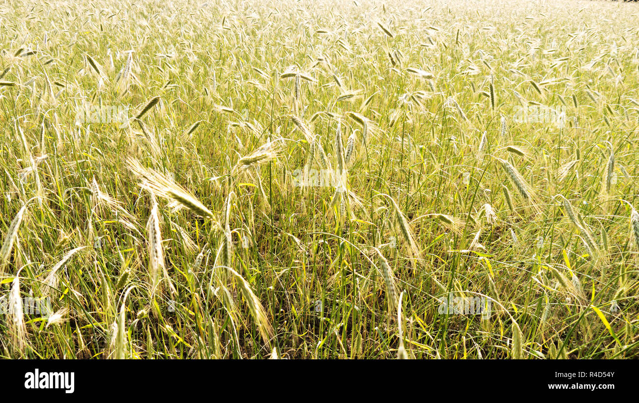 barley field background Stock Photo - Alamy