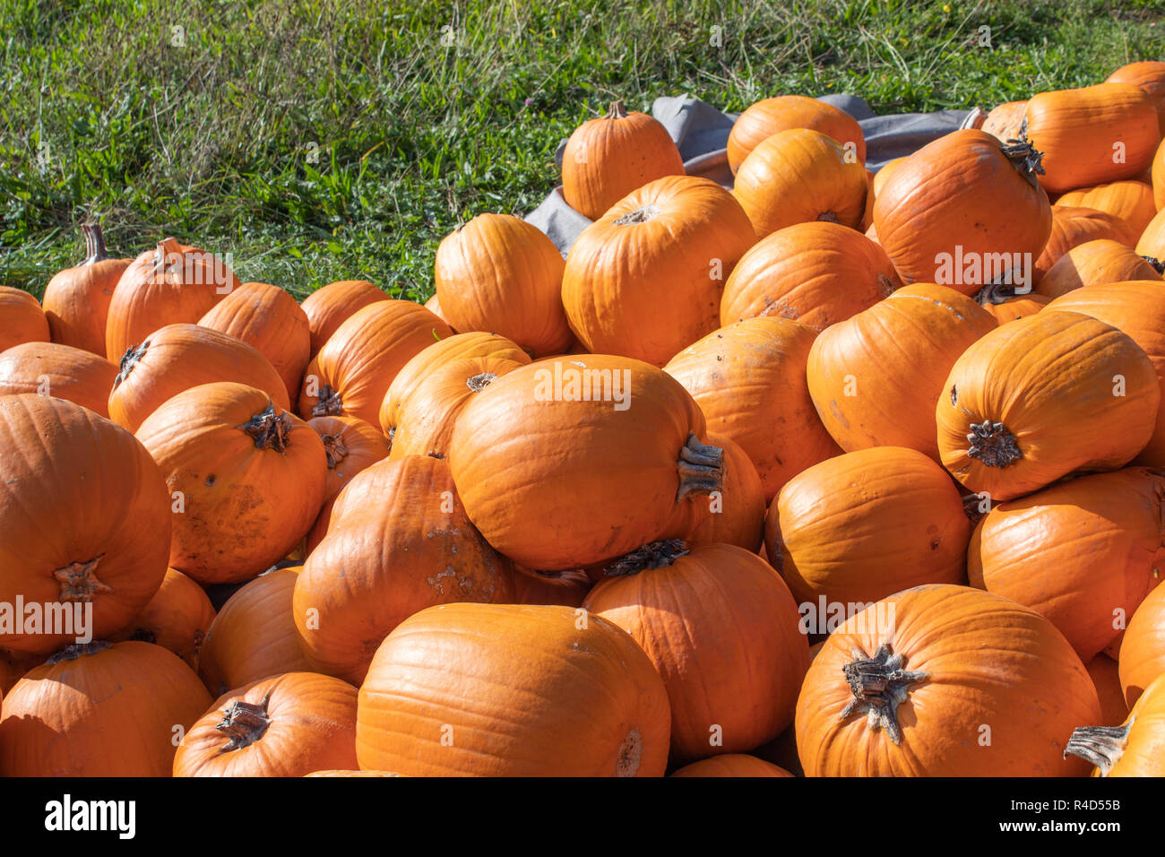 Huge Pumpkins after harvest Stock Photo - Alamy