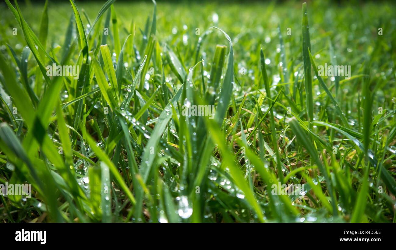 meadow after rain Stock Photo - Alamy