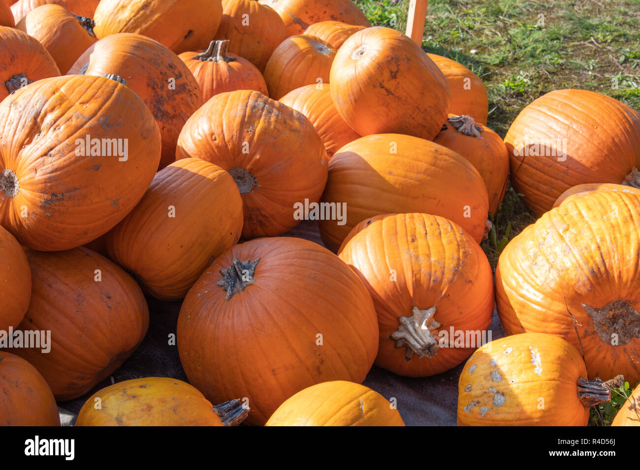 Huge Pumpkins after harvest Stock Photo - Alamy