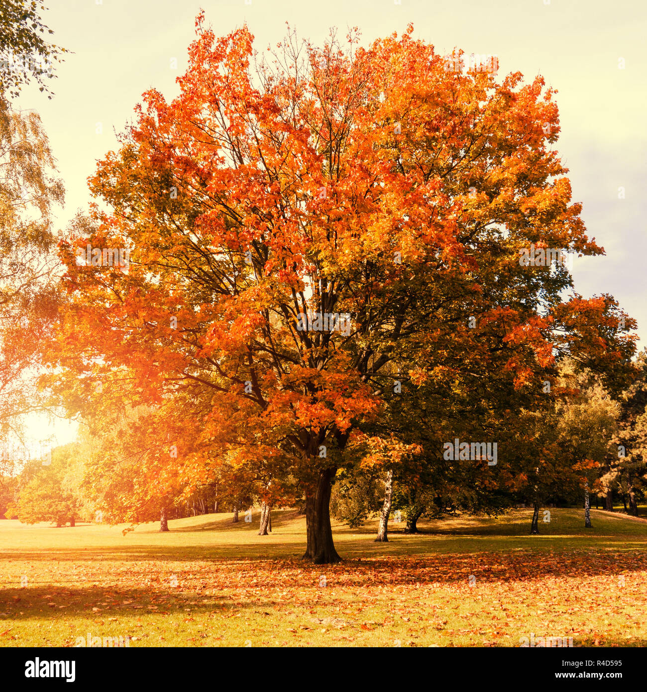 maple tree in autumn Stock Photo - Alamy