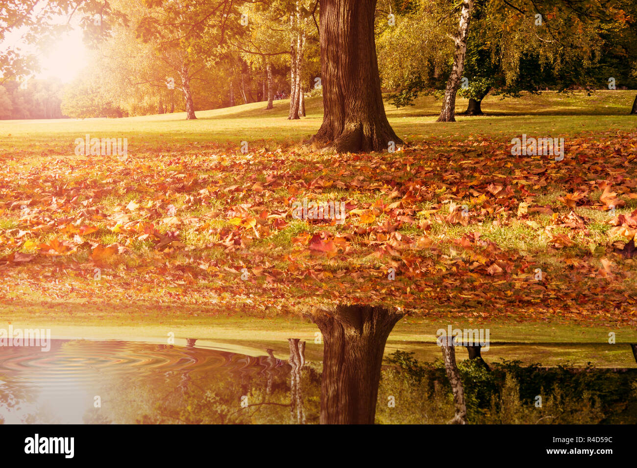a lake and a maple tree Stock Photo - Alamy
