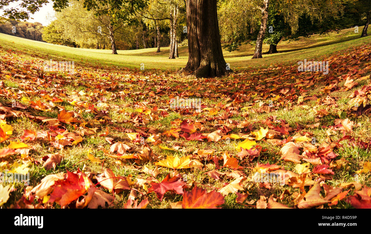 tree and leaves autumn Stock Photo - Alamy