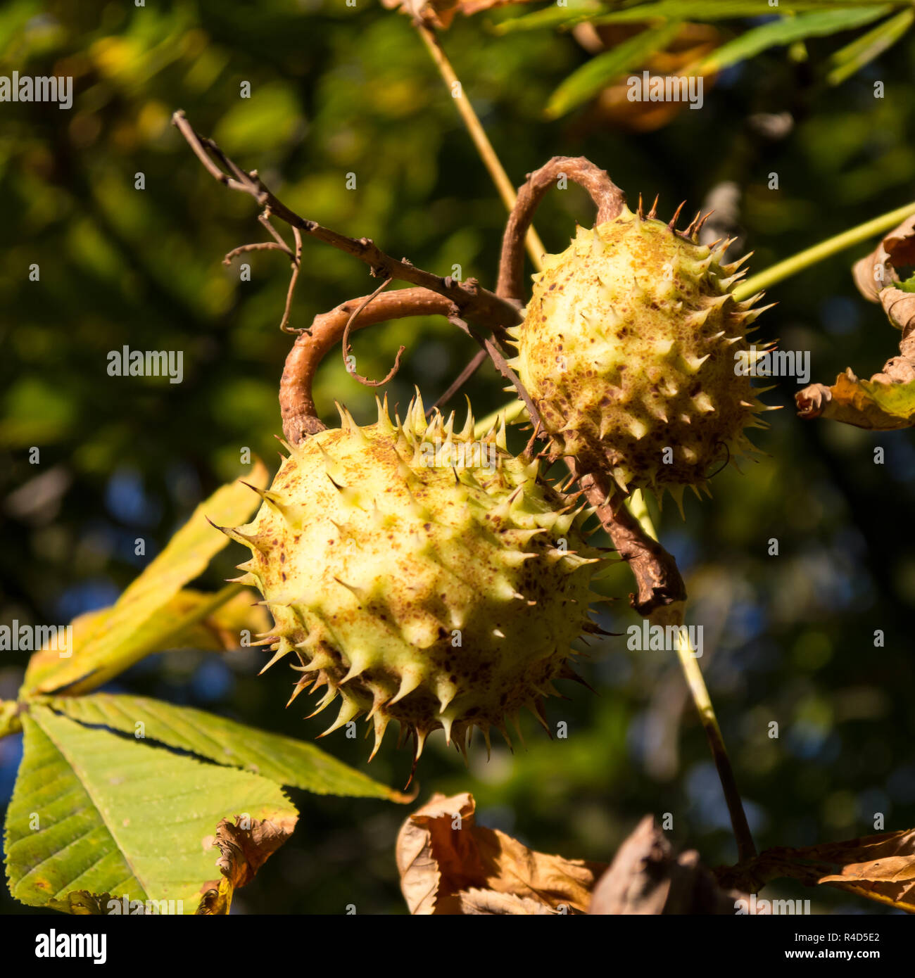 Kastanien am baum hi-res stock photography and images - Alamy