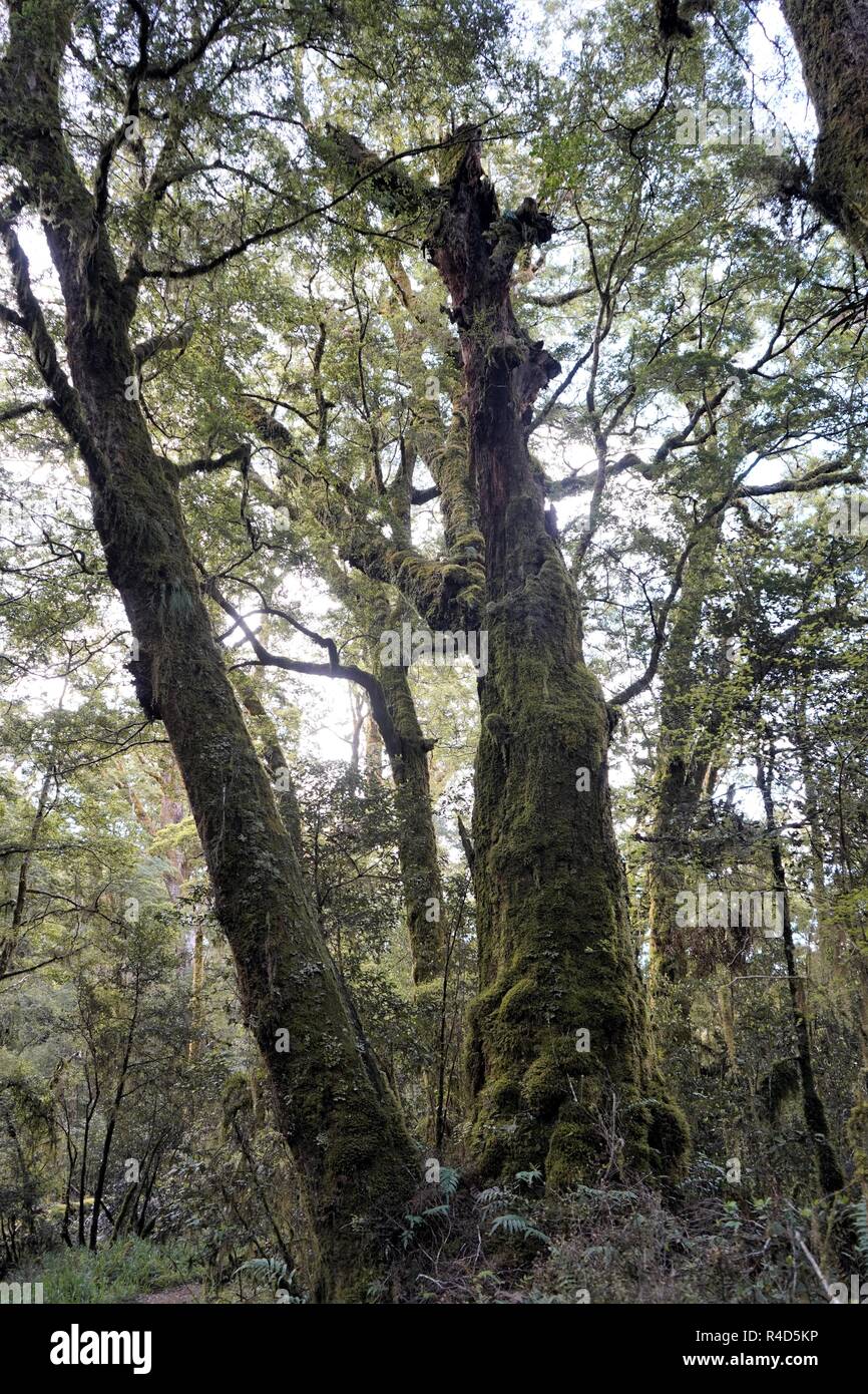 Large moss covered trees, Milford Track, New Zealand Stock Photo - Alamy