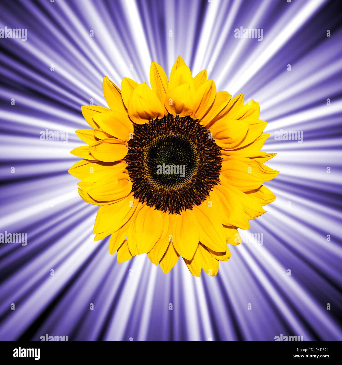 Petal beam outdoor hi-res stock photography and images - Alamy