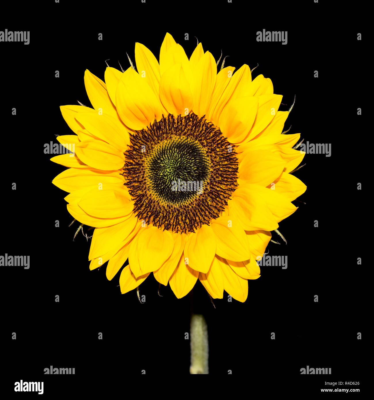 sunflower by night Stock Photo - Alamy