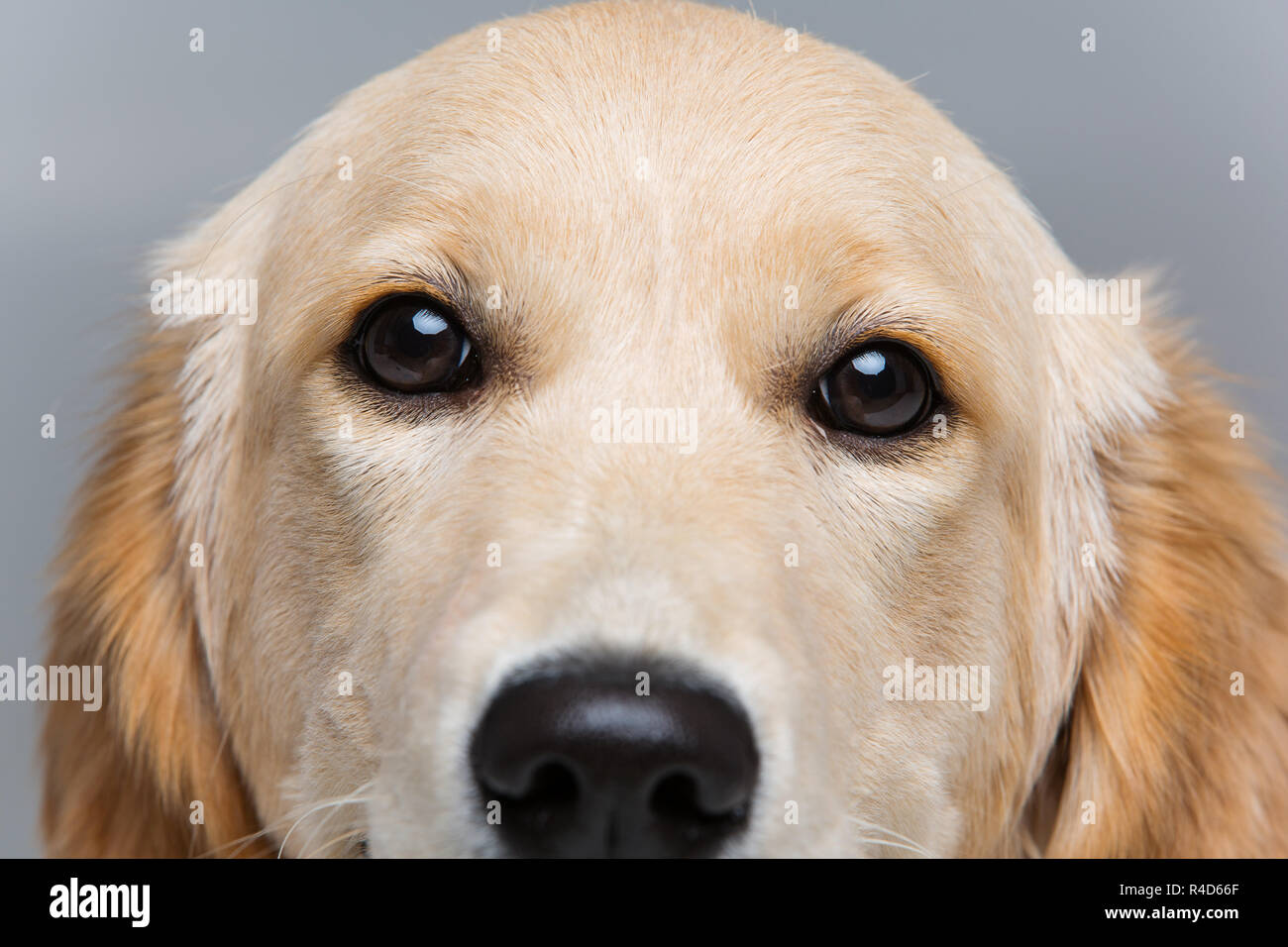 Golden retriever close up nose eyes hi-res stock photography and images ...