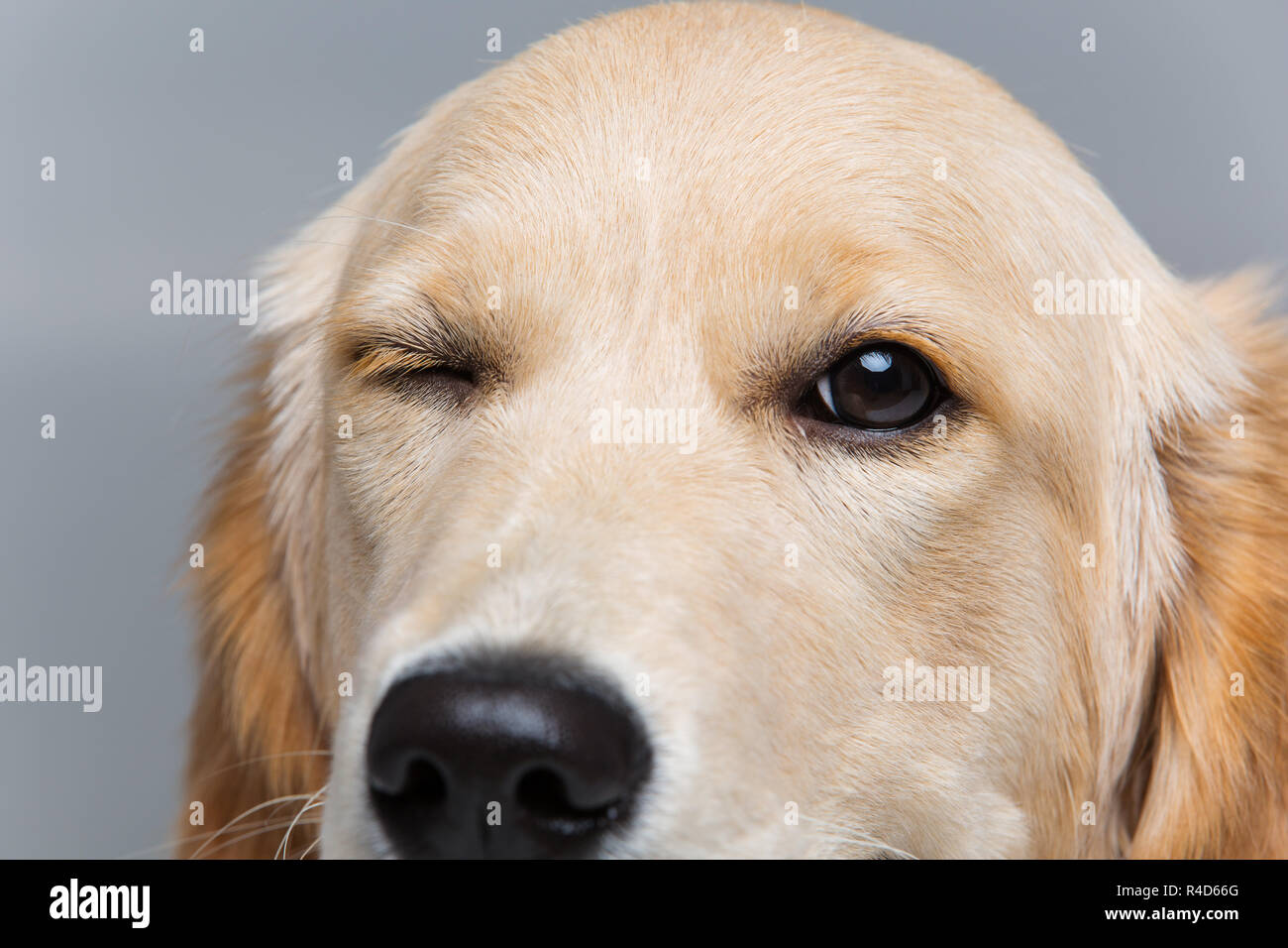Golden labrador winking hi-res stock photography and images - Alamy